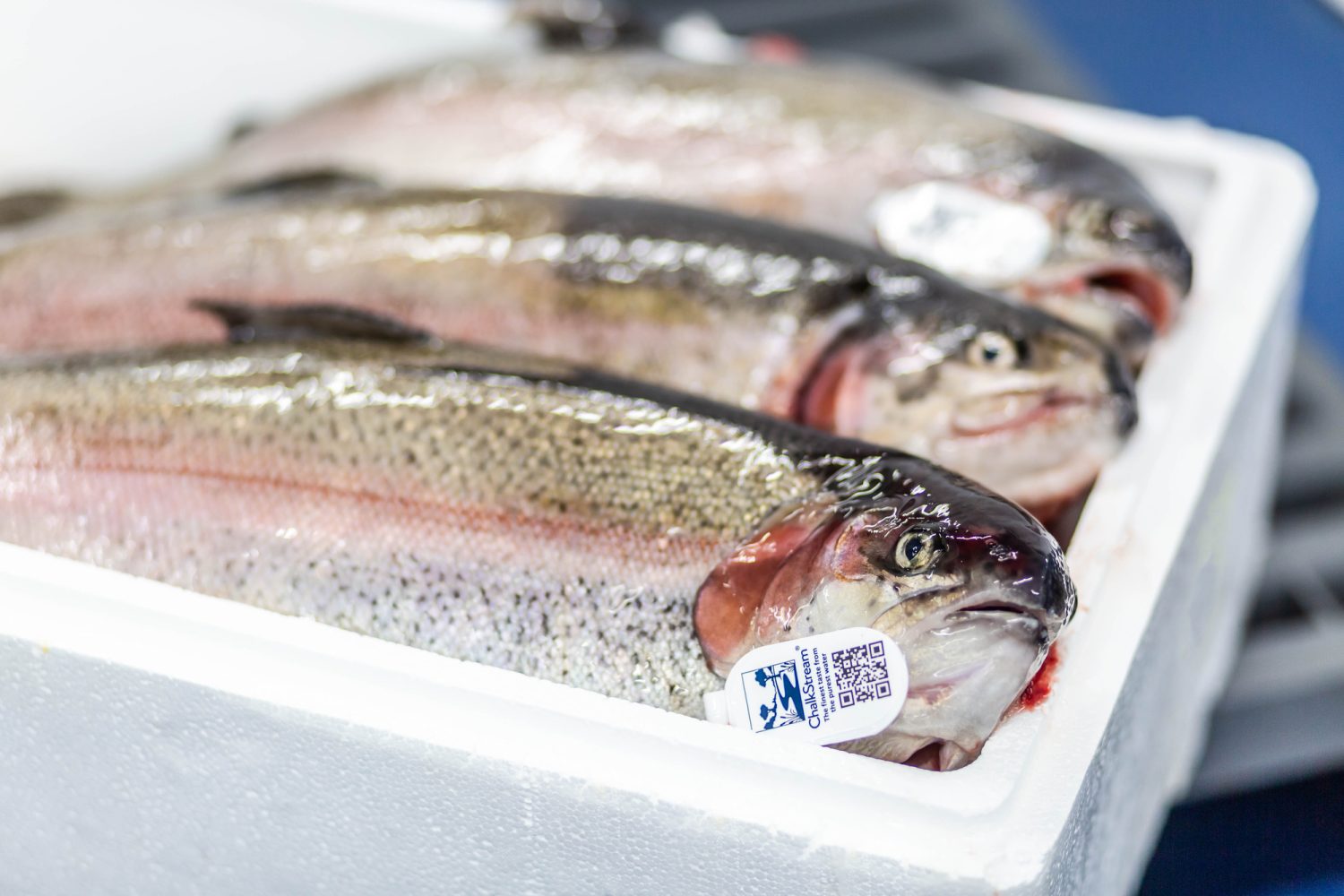 About Us - The Stickleback Fish Company Ltd