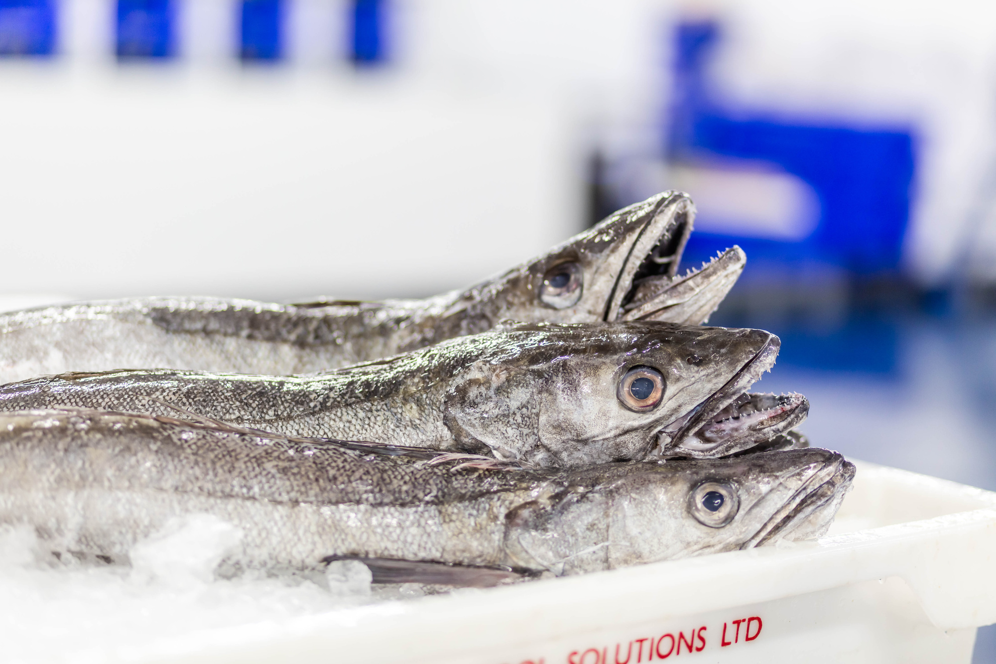 About Us - The Stickleback Fish Company Ltd